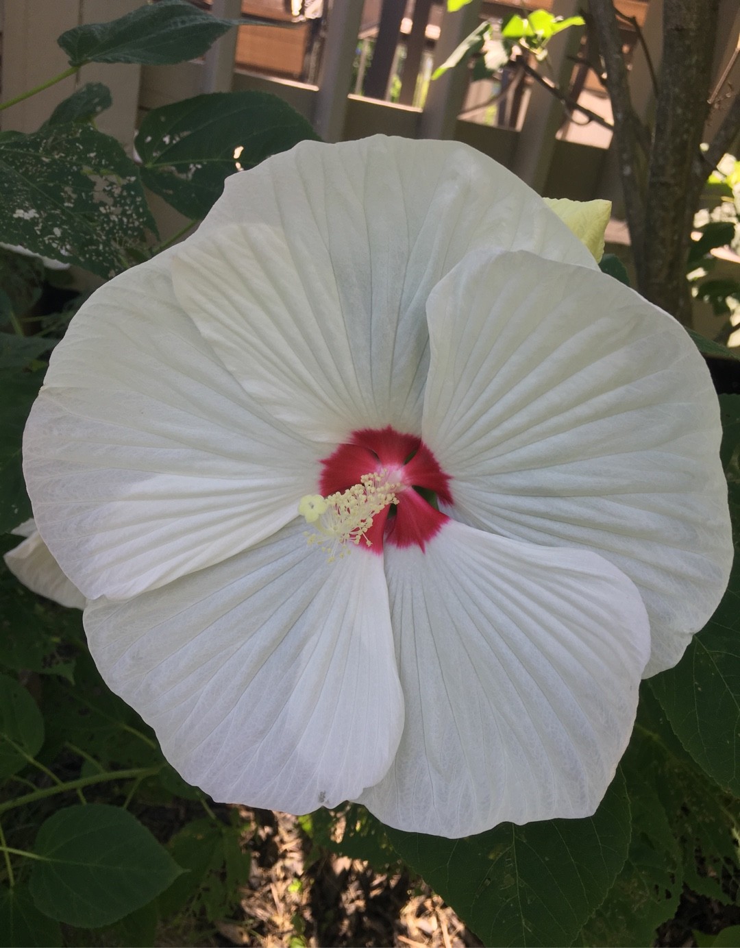 Hibiscus (Hibiscus) - PictureThis