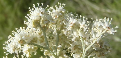 Buddleja saligna - PictureThis