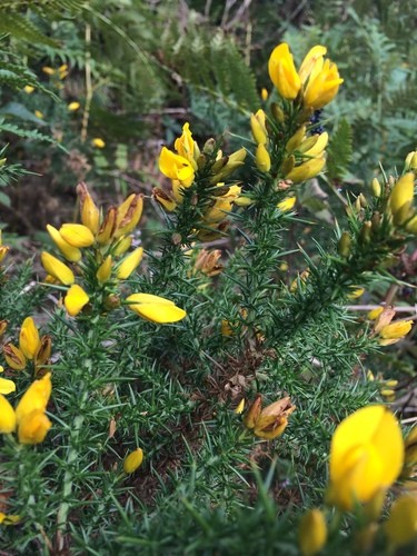 Ajonc de le gall (Ulex gallii) - PictureThis