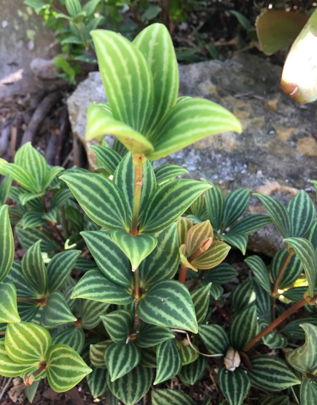 Peperomia tetragona - PictureThis