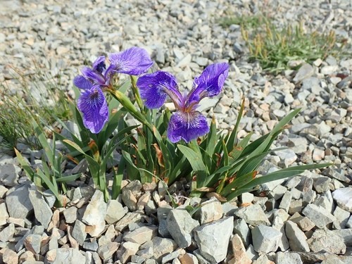 Iris hookeri Flower, Leaf, Uses - PictureThis