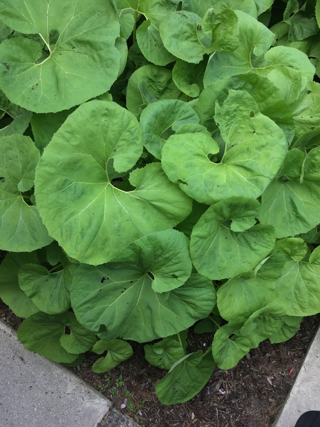 Petasites japonicus - PictureThis