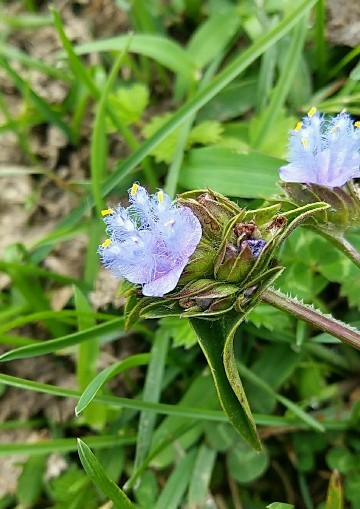 Cyanotis arachnoidea - PictureThis