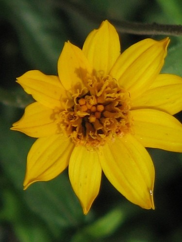 Wedelia acapulcensis - PictureThis