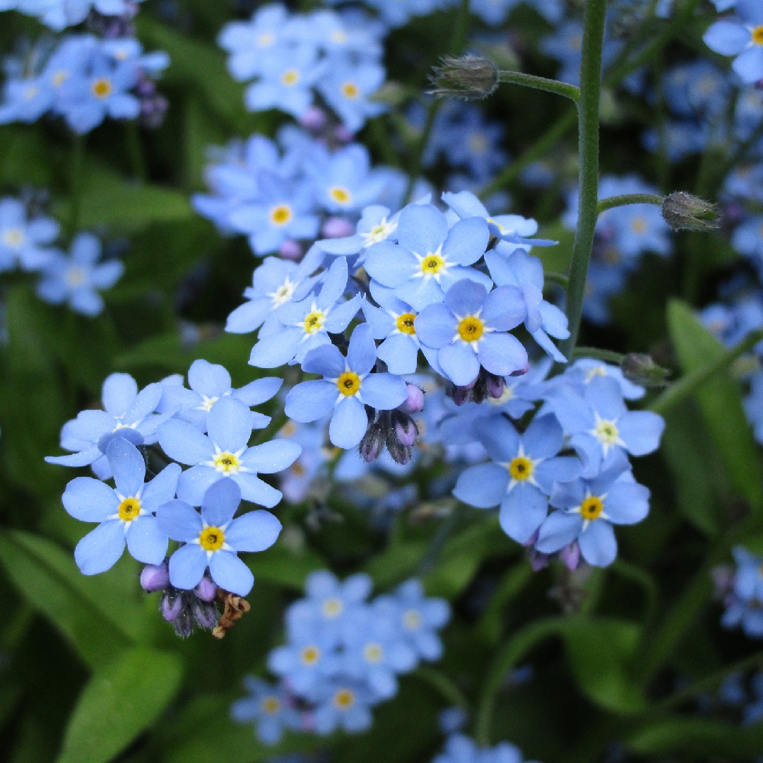 Myosotis alpestris - PictureThis