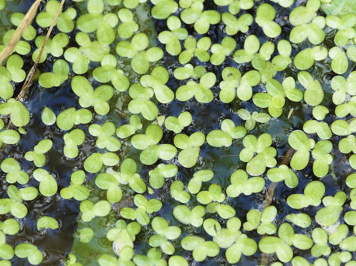 Lemna gibba - PictureThis