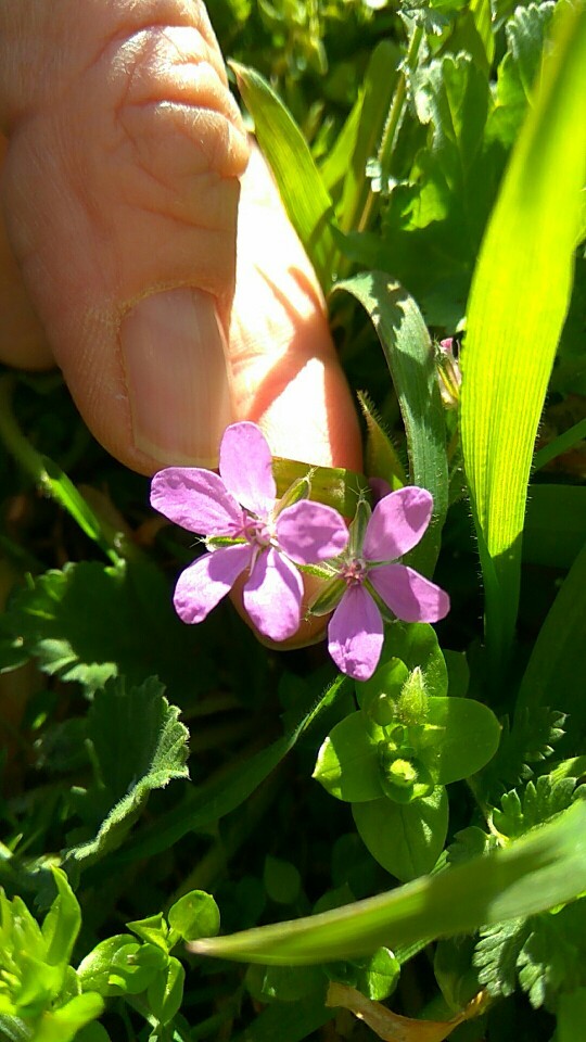 Erodium (Erodium) - PictureThis