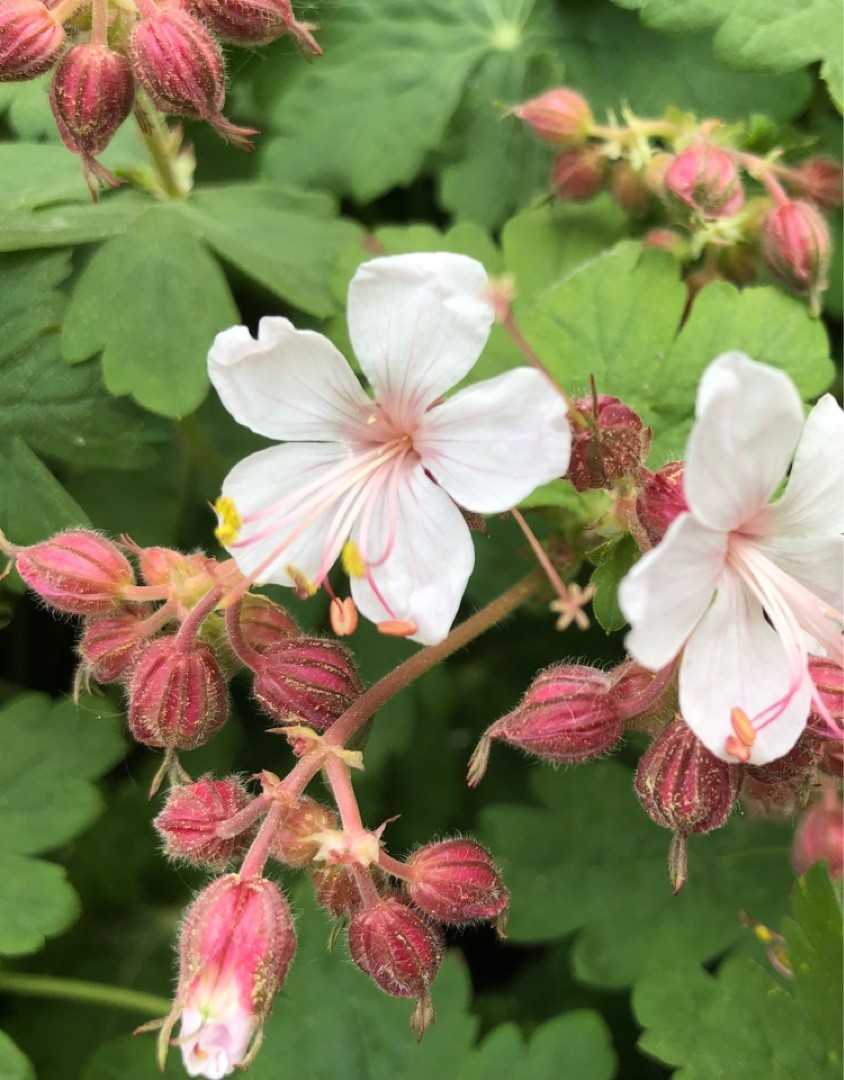 Geranium - PictureThis