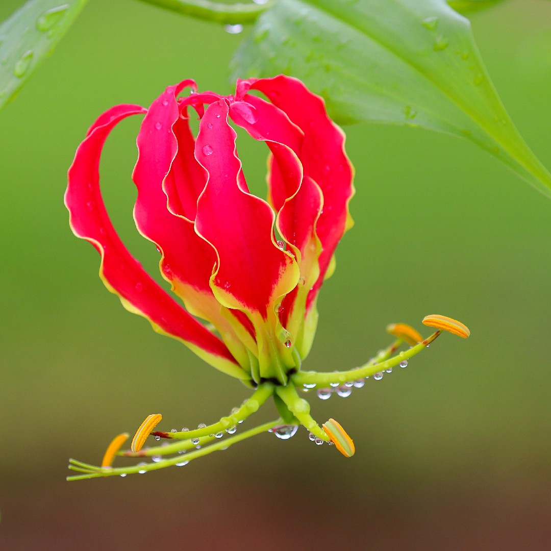 Kembang Sungsang (Gloriosa superba) - PictureThis