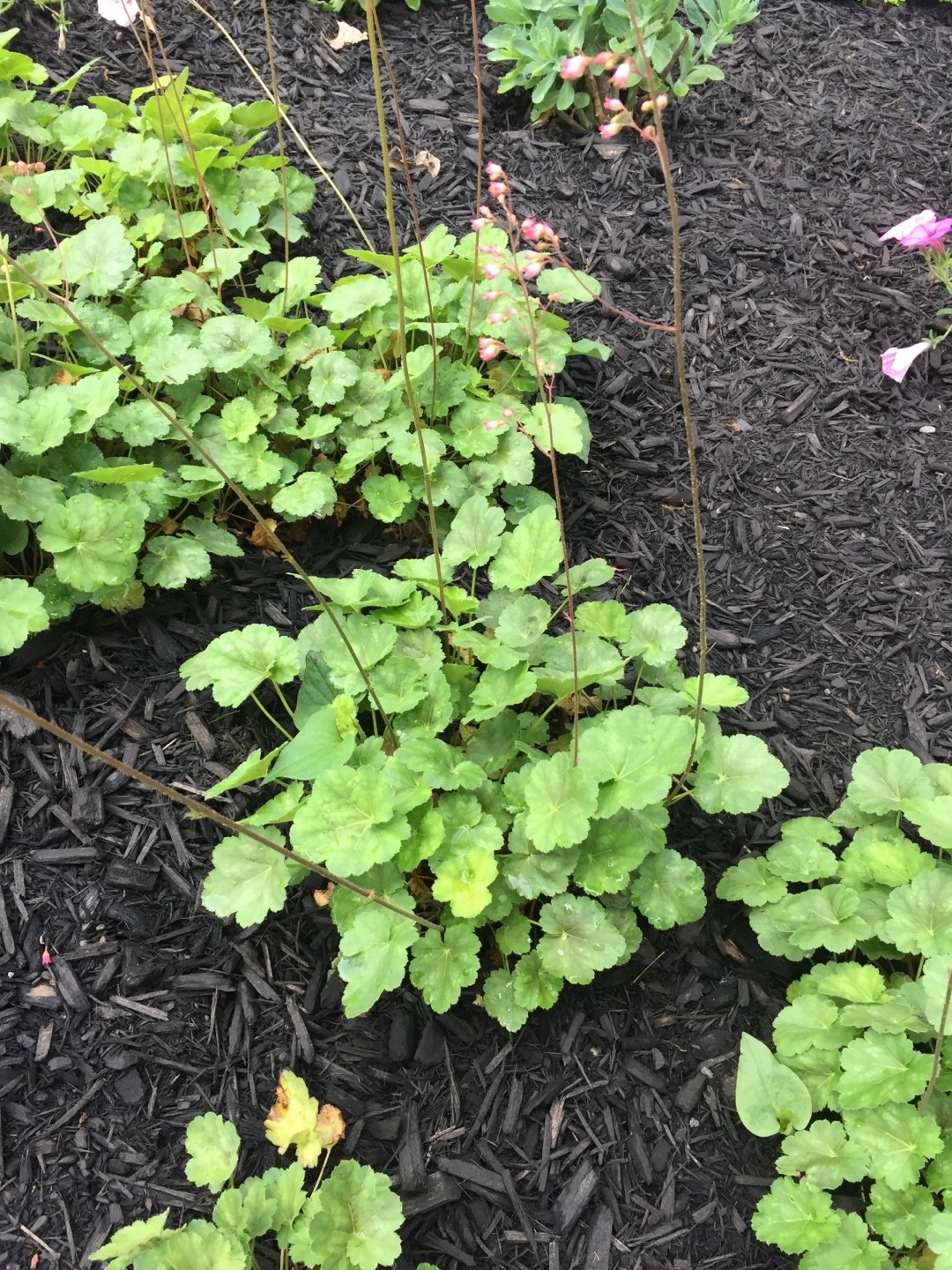 Heuchera parviflora - PictureThis