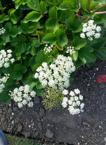 Scots lovage (Ligusticum scoticum) Flower, Leaf, Uses - PictureThis