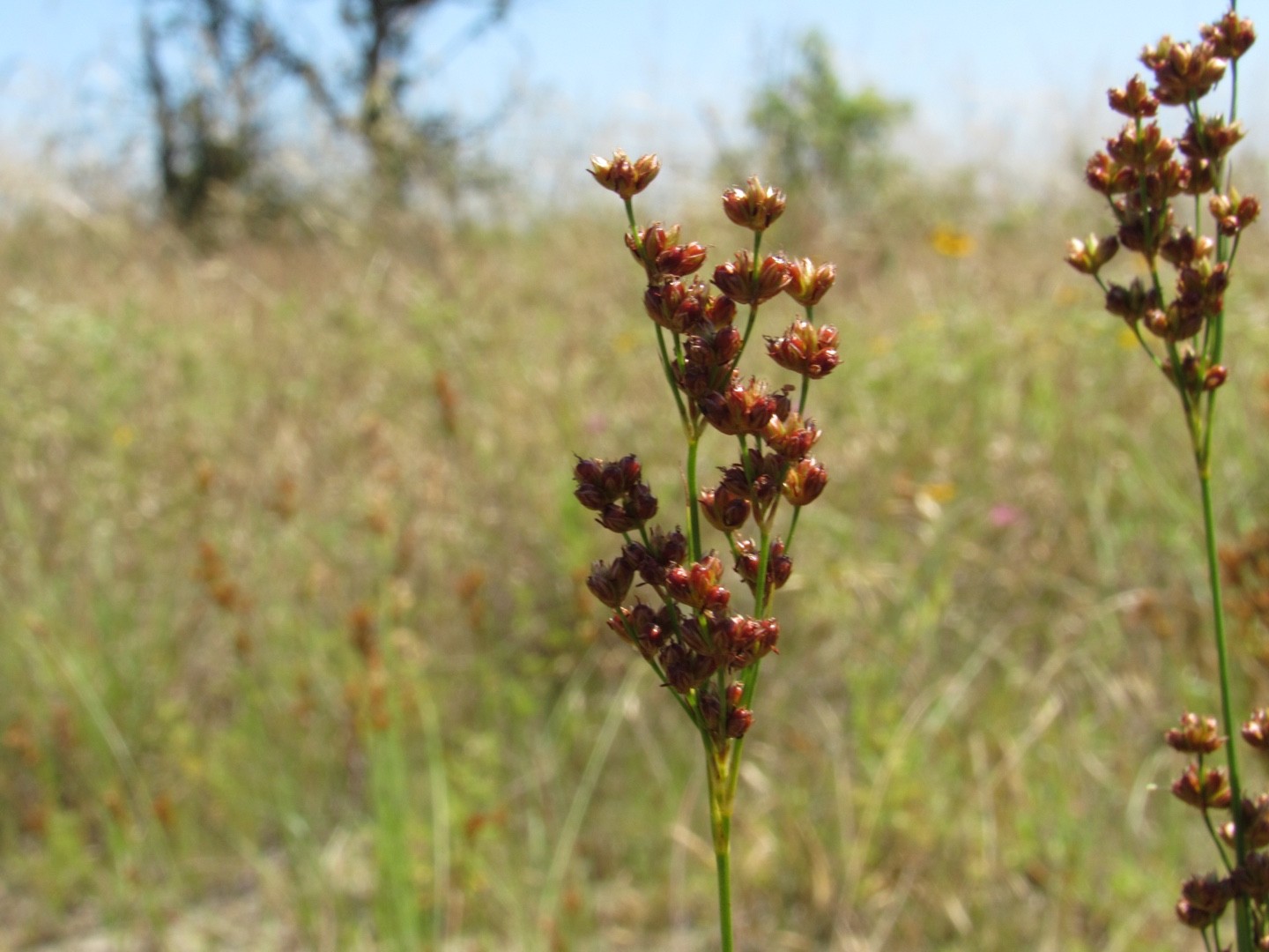 Juncus Marginatus