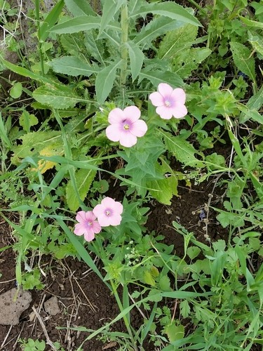 Linum pubescens (Linum pubescens) - PictureThis