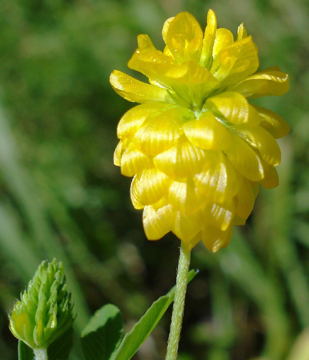 Yellow Clover Flower