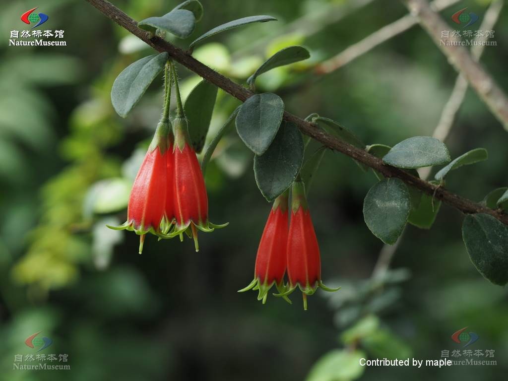 Agapetes lacei - PictureThis