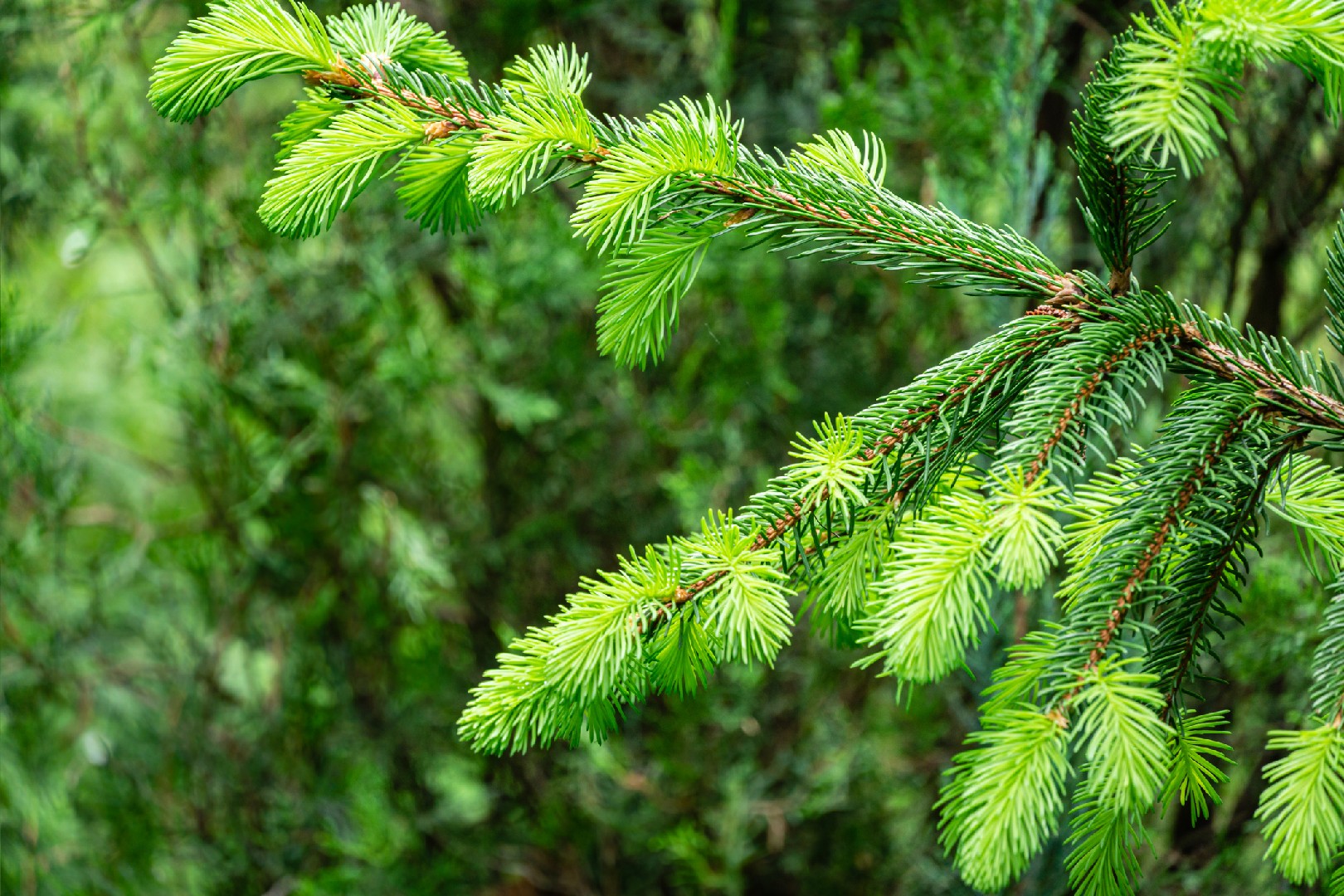 Picea omorika 'Aurea' - PictureThis