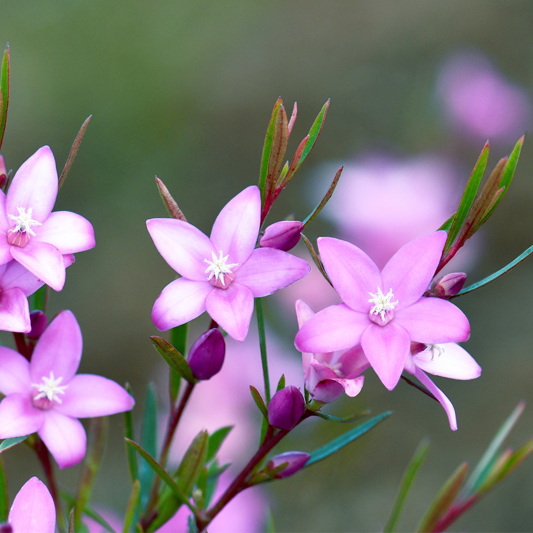 Crowea - PictureThis