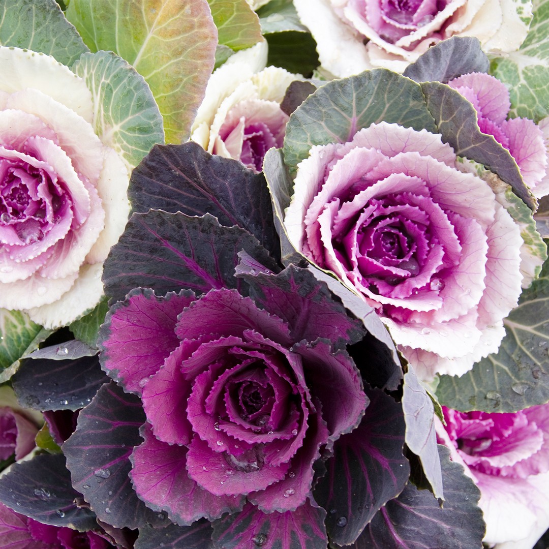 Brassica - PictureThis