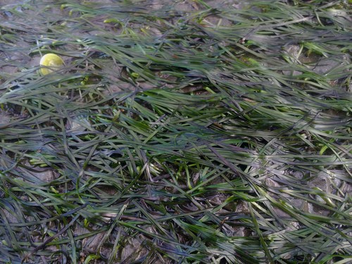 Zostera muelleri - PictureThis