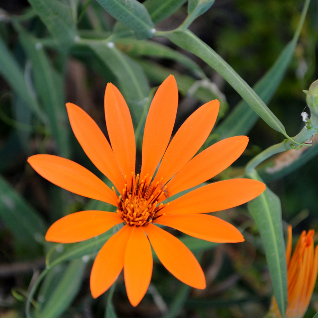 Mutisia Flower, Leaf, Care, Uses - PictureThis