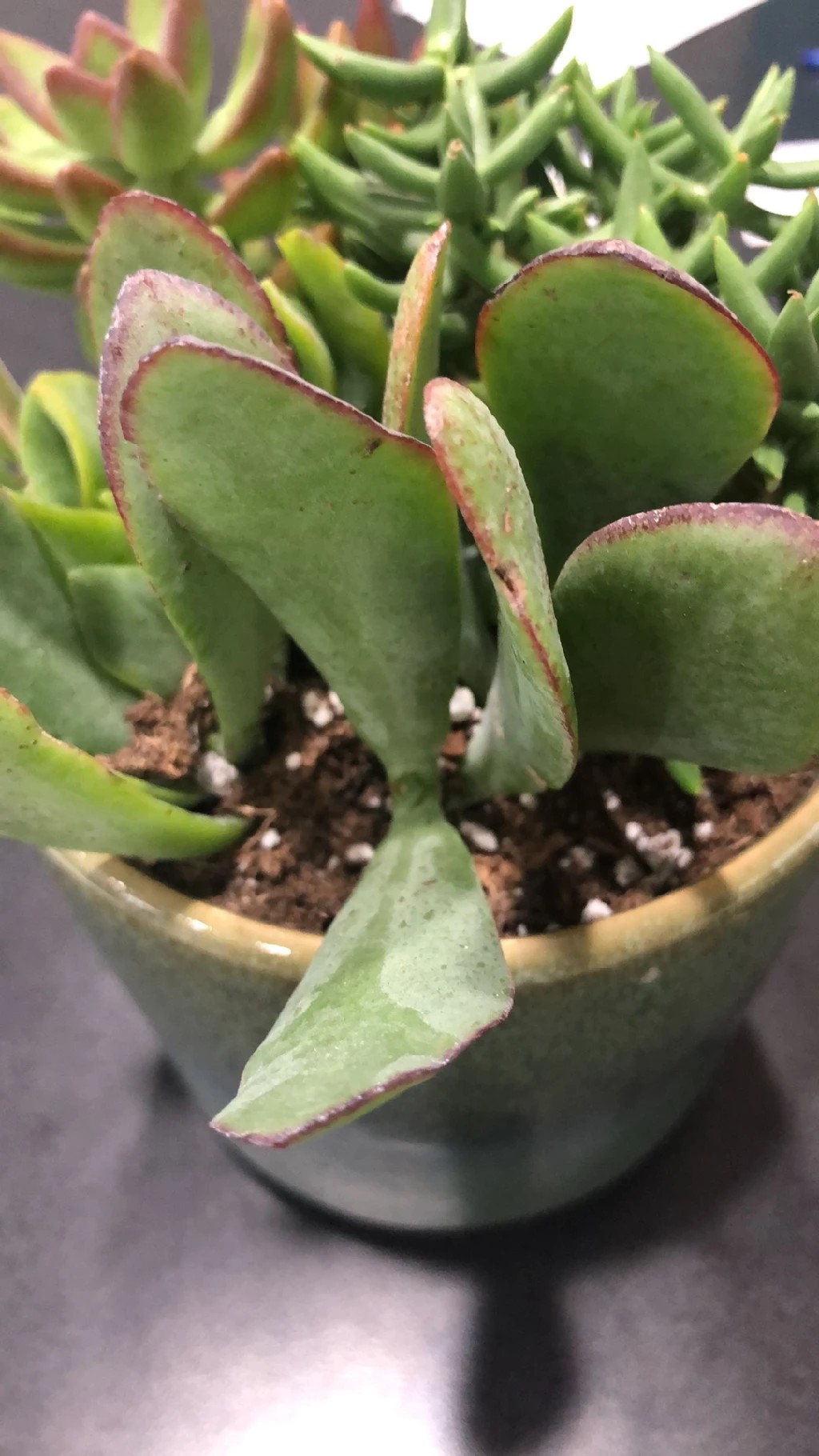 Crassula 'Blue Bird' 照顧，種植，繁殖，開花時間 - PictureThis