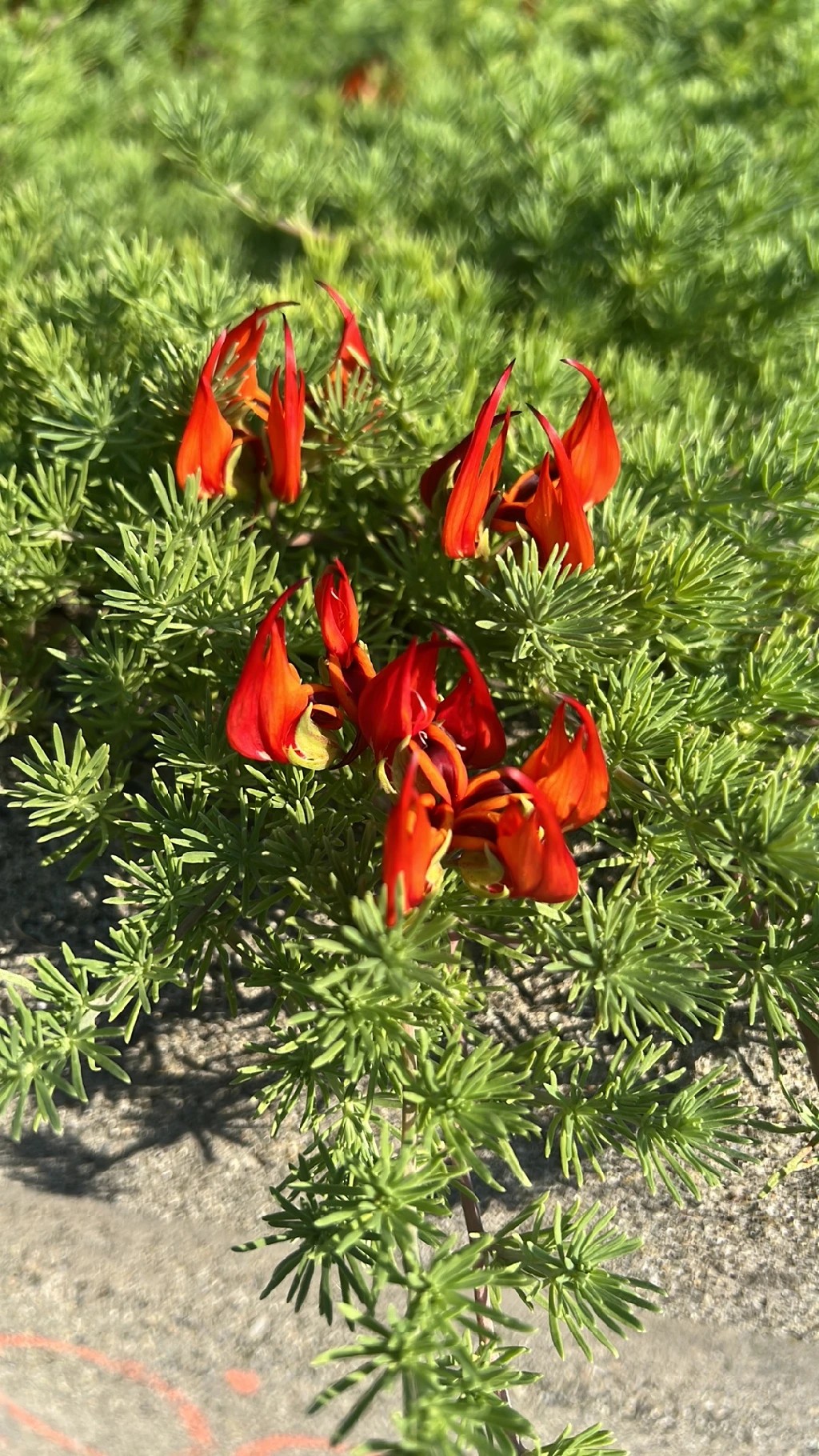 Pico de paloma (Lotus berthelotii) - PictureThis