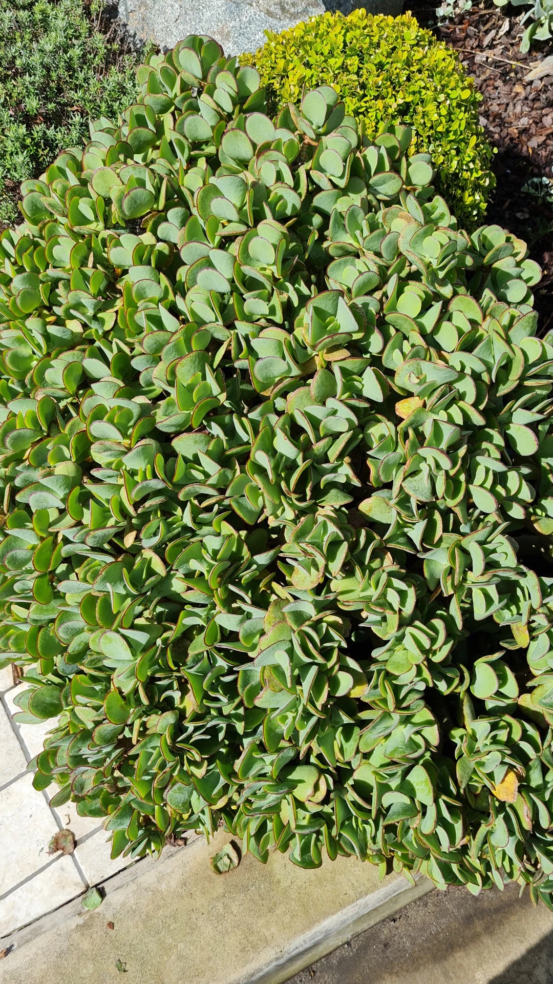 Crassula 'Blue Bird' 照顧，種植，繁殖，開花時間 - PictureThis