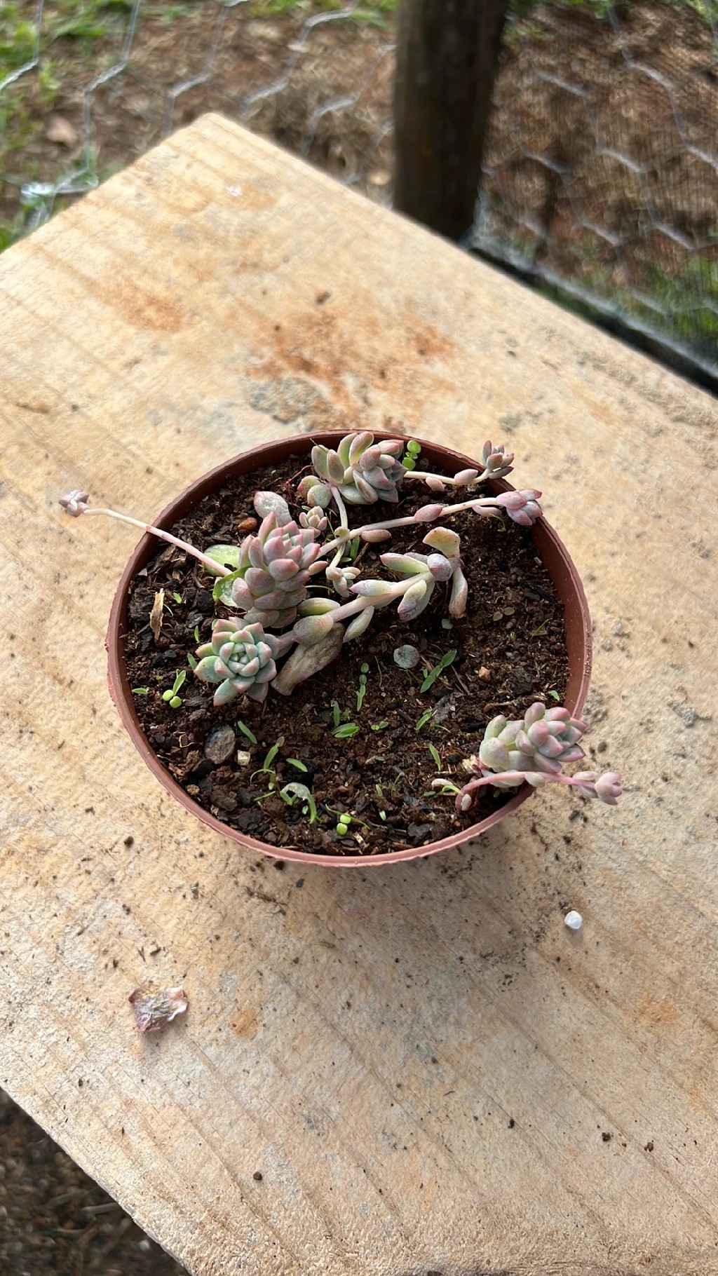 Echeveria prolifica - PictureThis