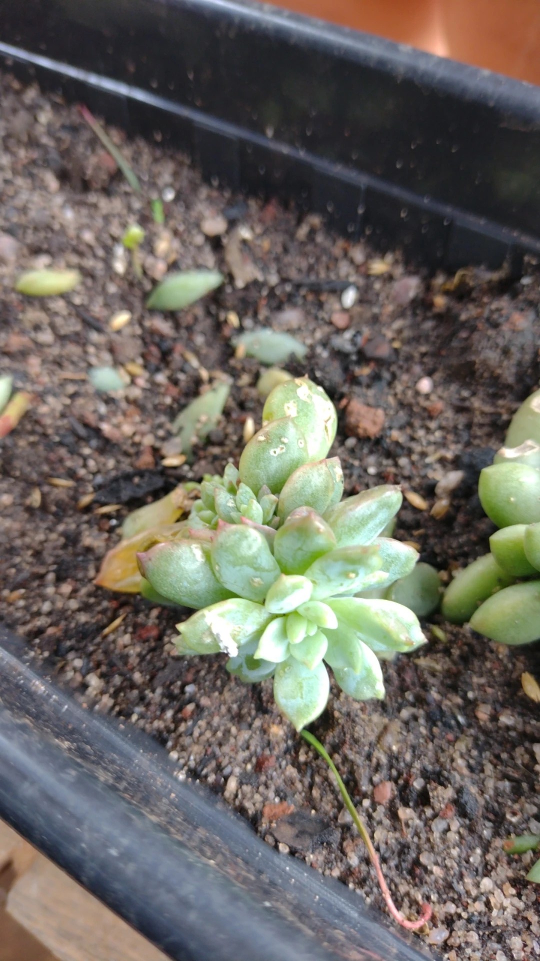 Echeveria prolifica - PictureThis