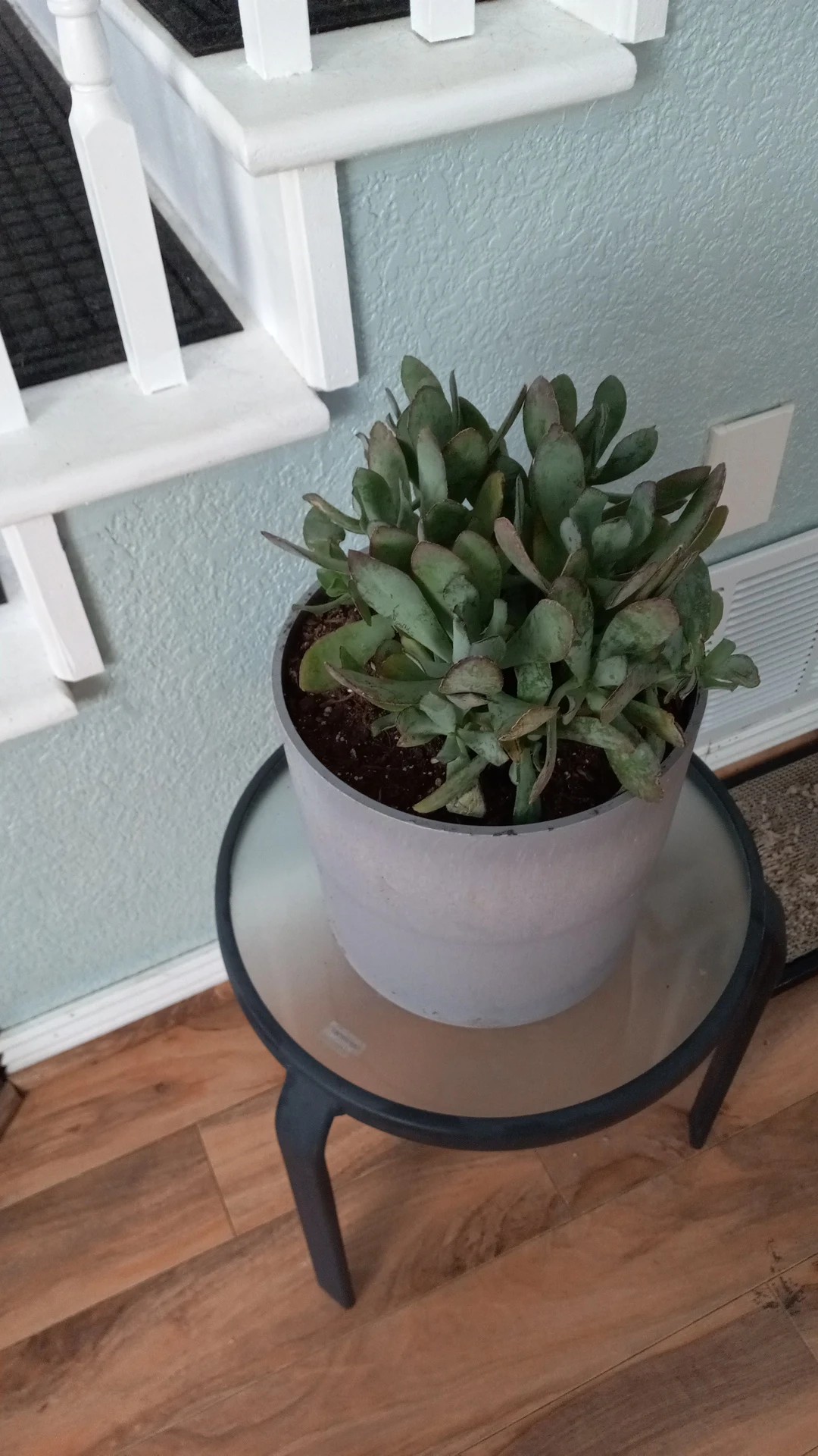 Crassula 'Blue Bird' 照顧，種植，繁殖，開花時間 - PictureThis