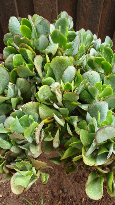 Crassula 'Blue Bird' 照顧，種植，繁殖，開花時間 - PictureThis