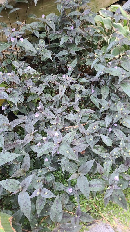 Spotted widow's tears (Tinantia pringlei) Flower, Leaf, Care, Uses ...