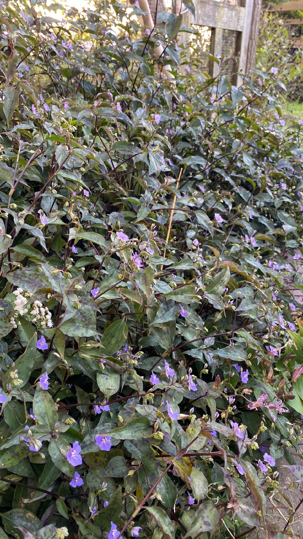 Tinantia de Pringle (Tinantia pringlei) - PictureThis