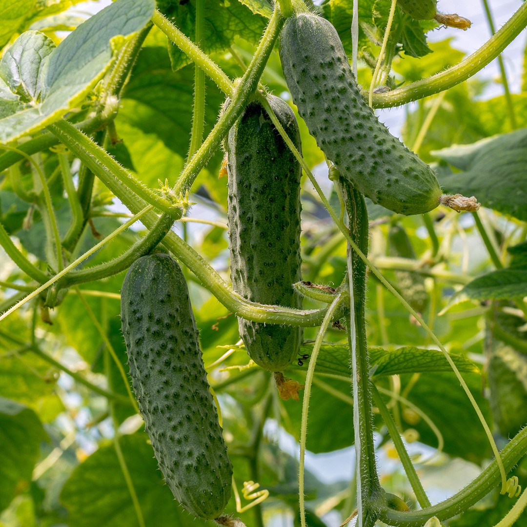Piante Di Cetriolo In Crescita Cetriolo Bianco Lungo Parigino 20