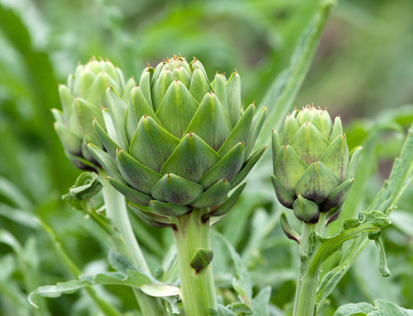 Cynara (Cynara) Flower, Leaf, Care, Uses - PictureThis