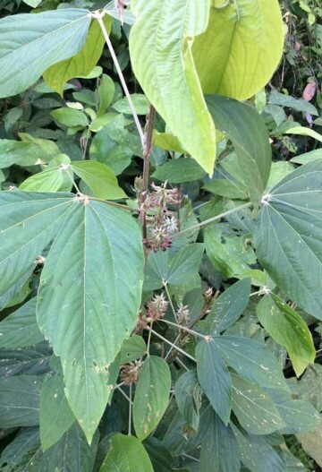 Flemingia prostrata - PictureThis