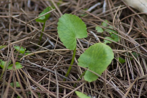 Centella erecta - PictureThis