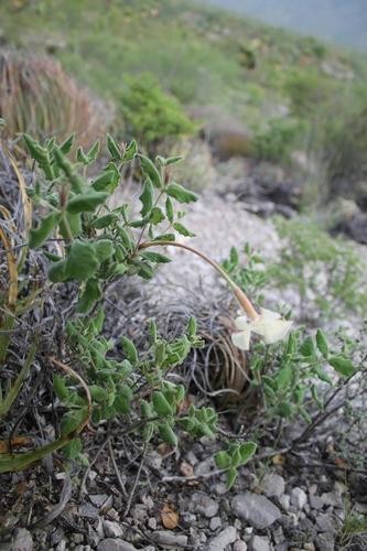 Acleisanthes - PictureThis