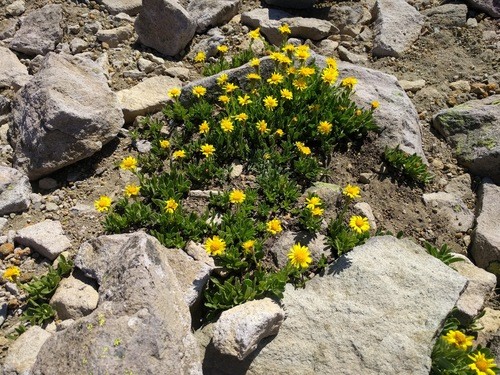 Tonestus lyallii - PictureThis