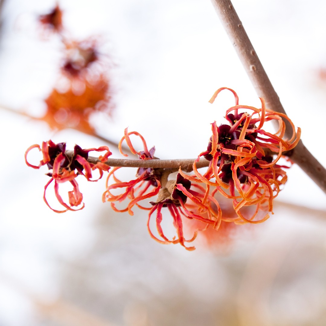 Hamamelis × intermedia Cuidados (Como Cuidar, Doenças, Podar) - PictureThis