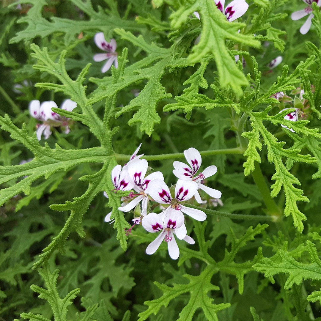 Citronella Flowers