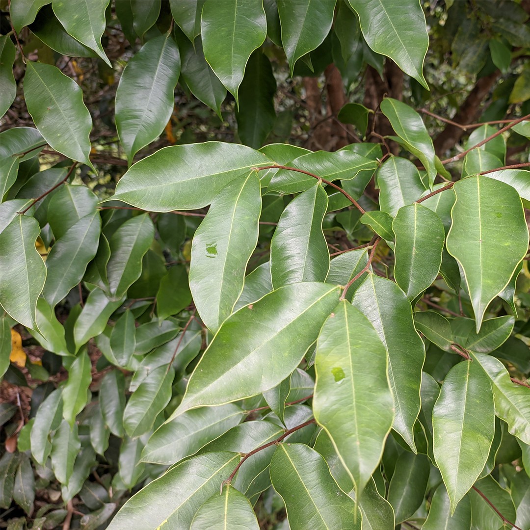 lign aloes (Aquilaria) Flower, Leaf, Care, Uses - PictureThis