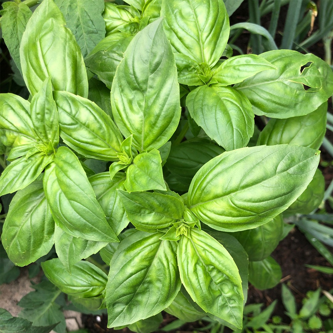 Basilic (Ocimum) - PictureThis