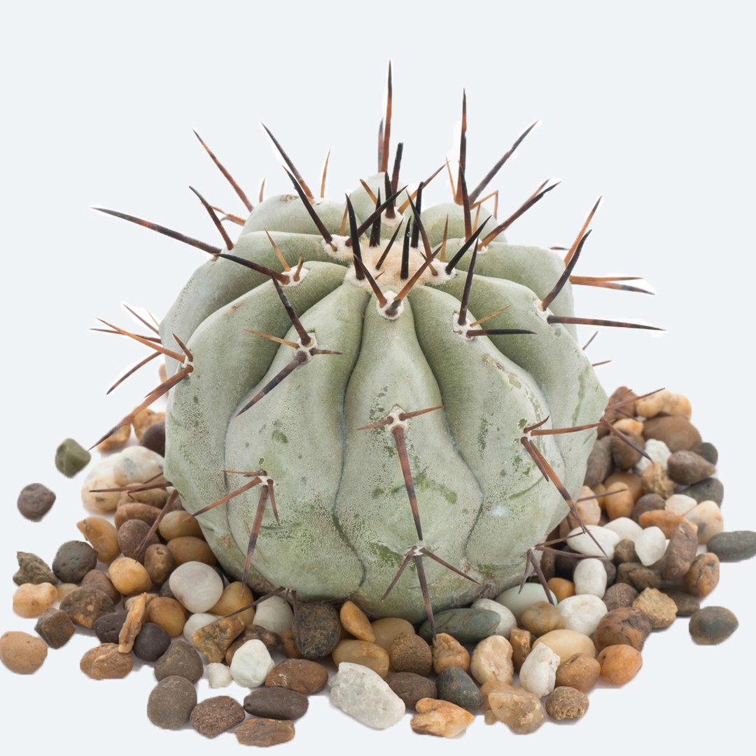 Copiapoa Care (Watering, Fertilize, Pruning, Propagation) - PictureThis
