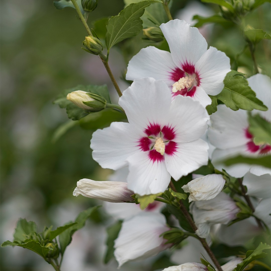 🍀 How to Grow and Care for Rose of sharon 'Helene'