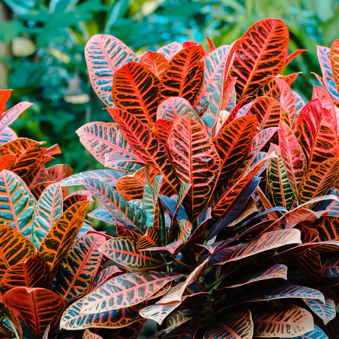 Do I need to prune my Croton 'Norma'? - PictureThis
