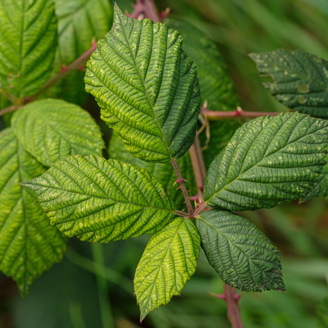 Brambles (Rubus) Flower, Leaf, Care, Uses - PictureThis