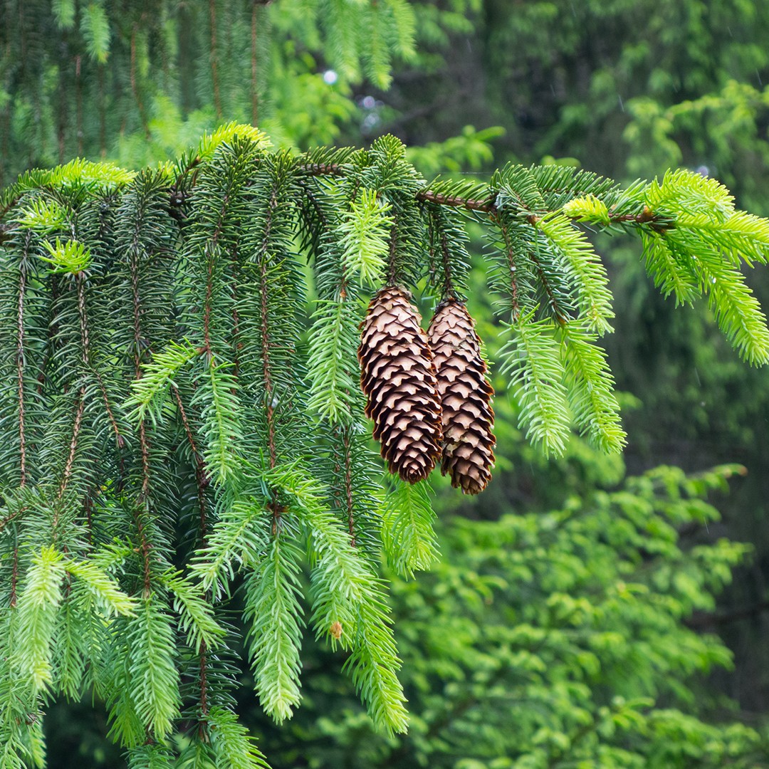 ☯️ Where To Place Spruce In Feng Shui? (Characteristics, Direction, and ...