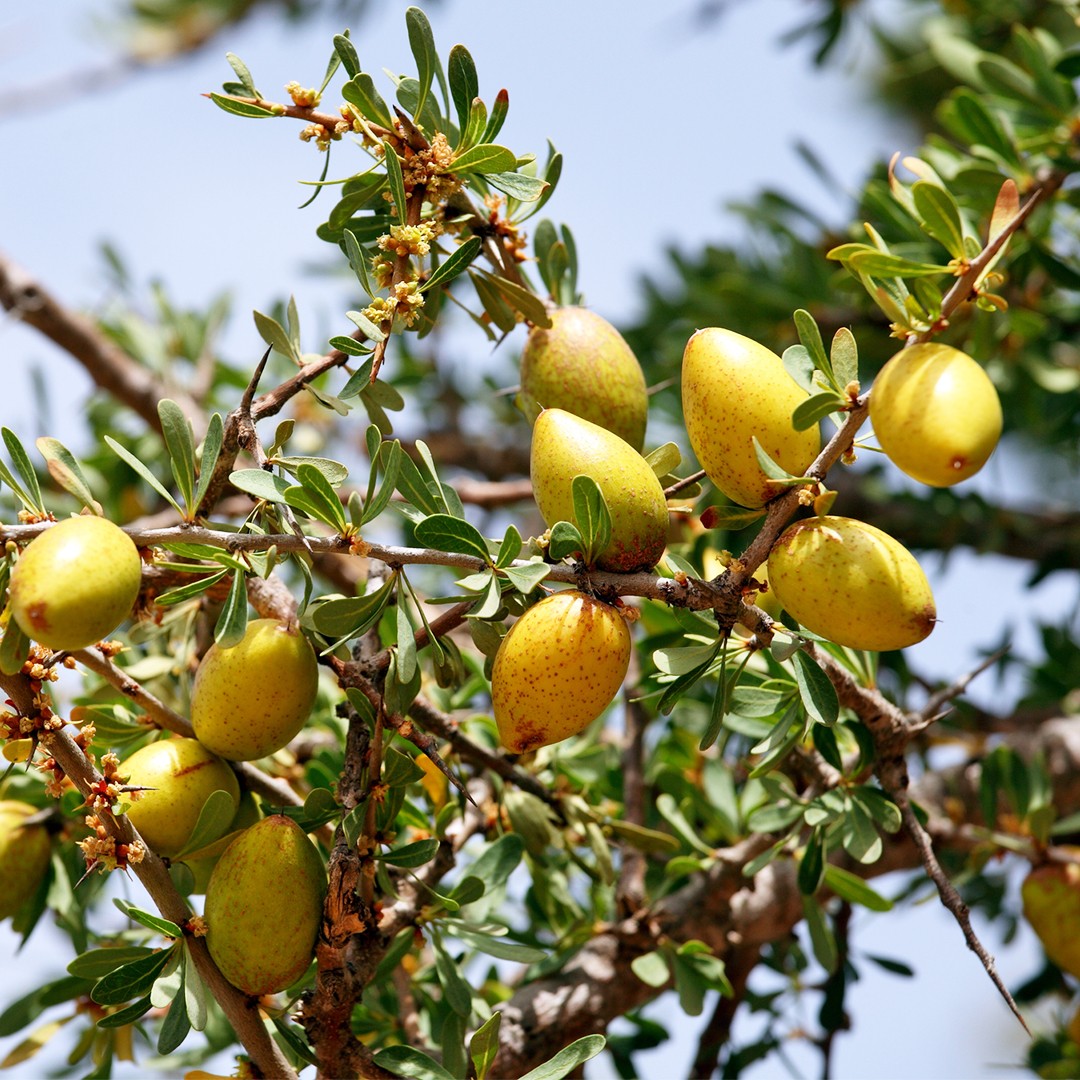 Bully trees (Sideroxylon) Flower, Leaf, Care, Uses - PictureThis