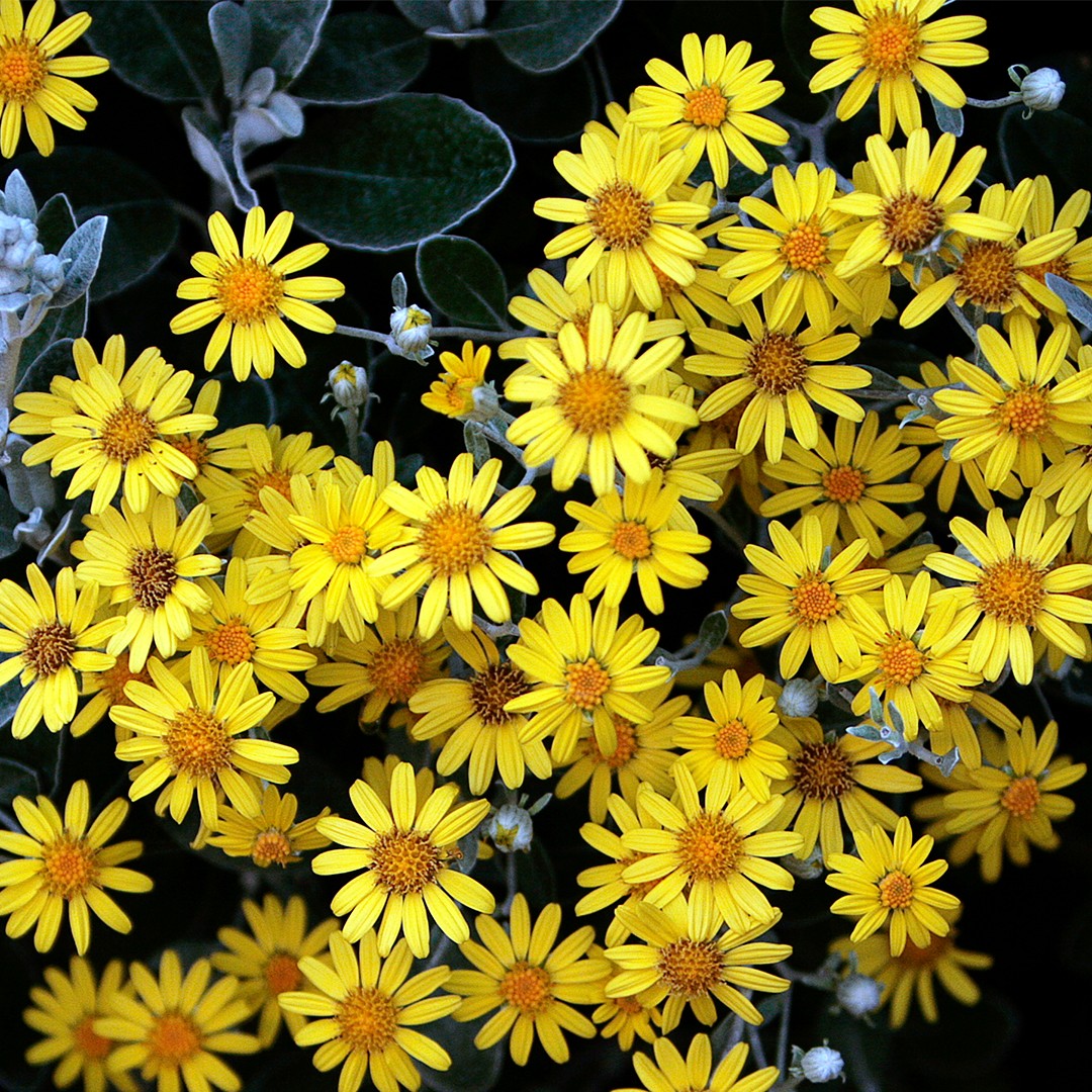 Brachyglottis - PictureThis